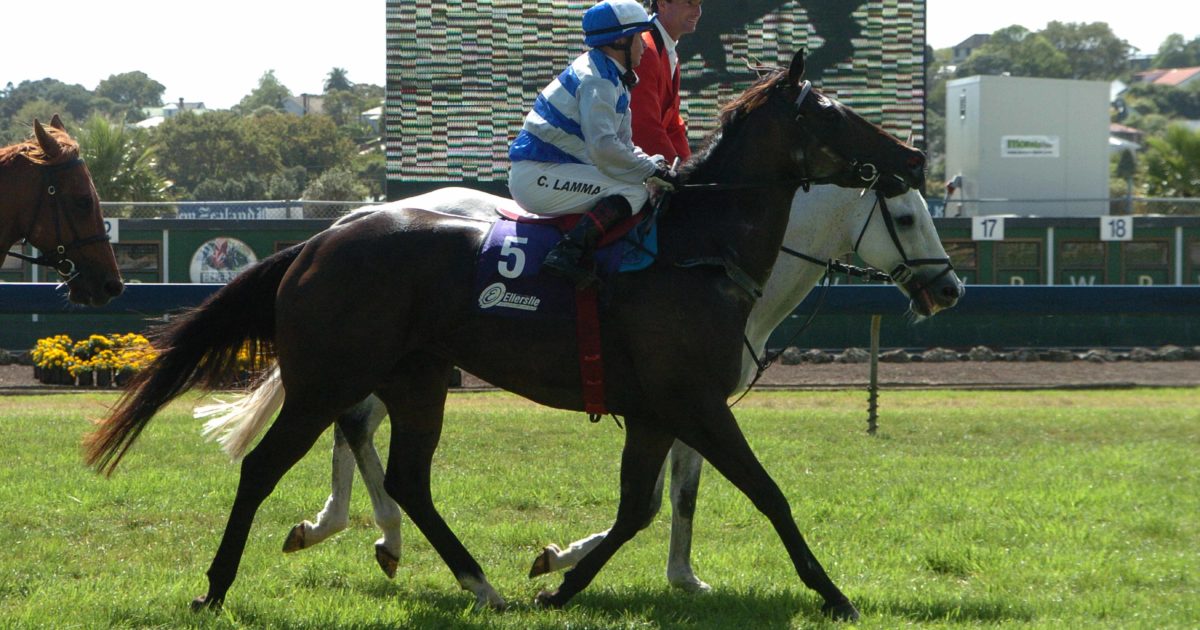 Darcybee (NZ) | Pencarrow Stud
