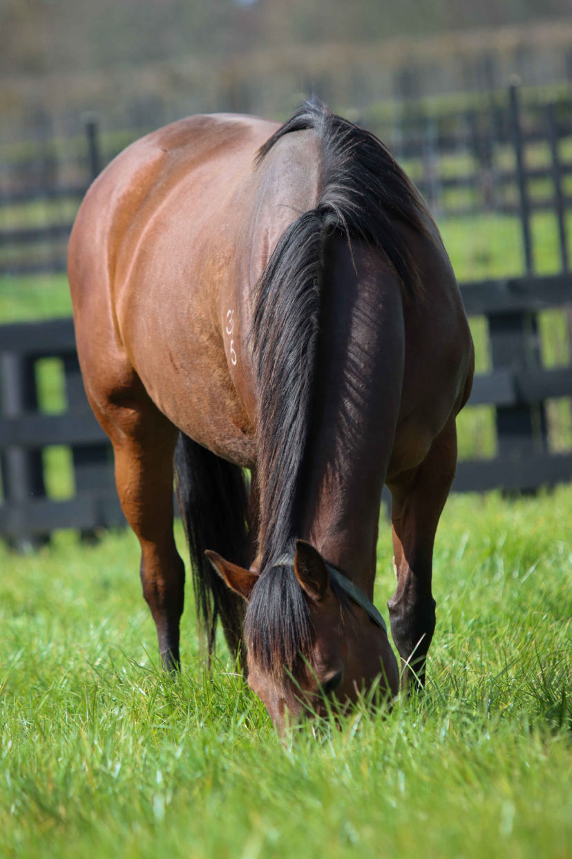 Surtout (NZ) | Pencarrow Stud