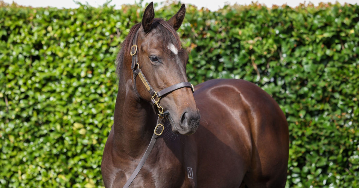 Asama Blue-29-10-2020 | Pencarrow Stud