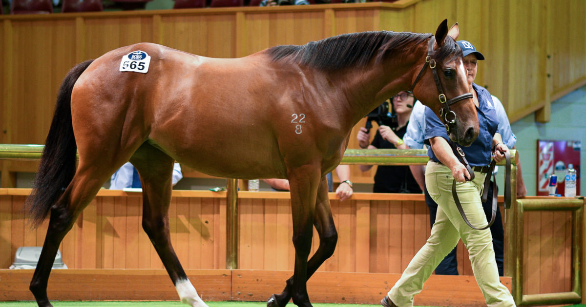 Echezeaux-2018-09-19 | Pencarrow Stud