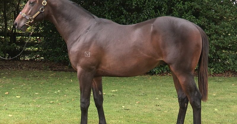 Profusive | Pencarrow Stud