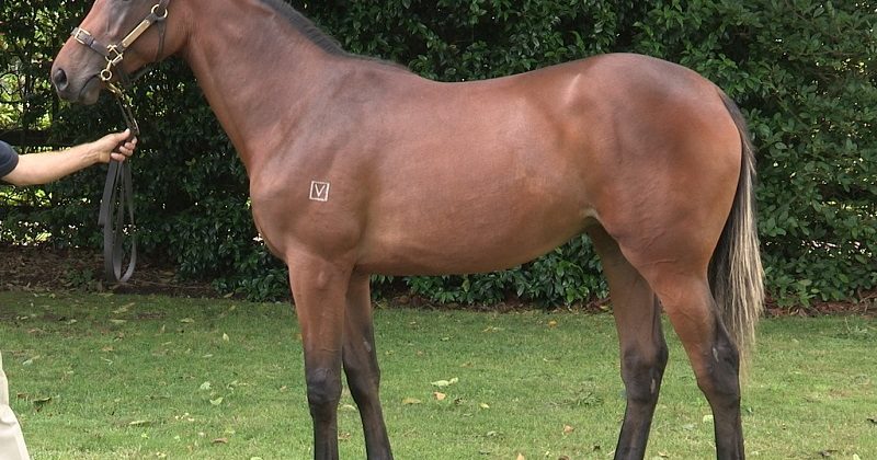 Varuska | Pencarrow Stud