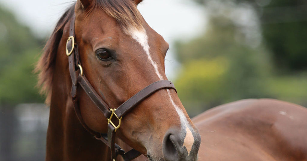 Echezeaux (NZ) | Pencarrow Stud