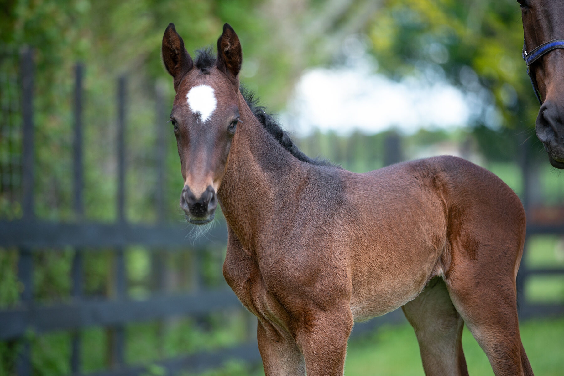 Golden (NZ) | Pencarrow Stud