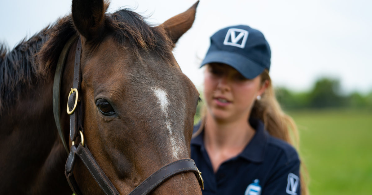 Stable Stars | Pencarrow Stud