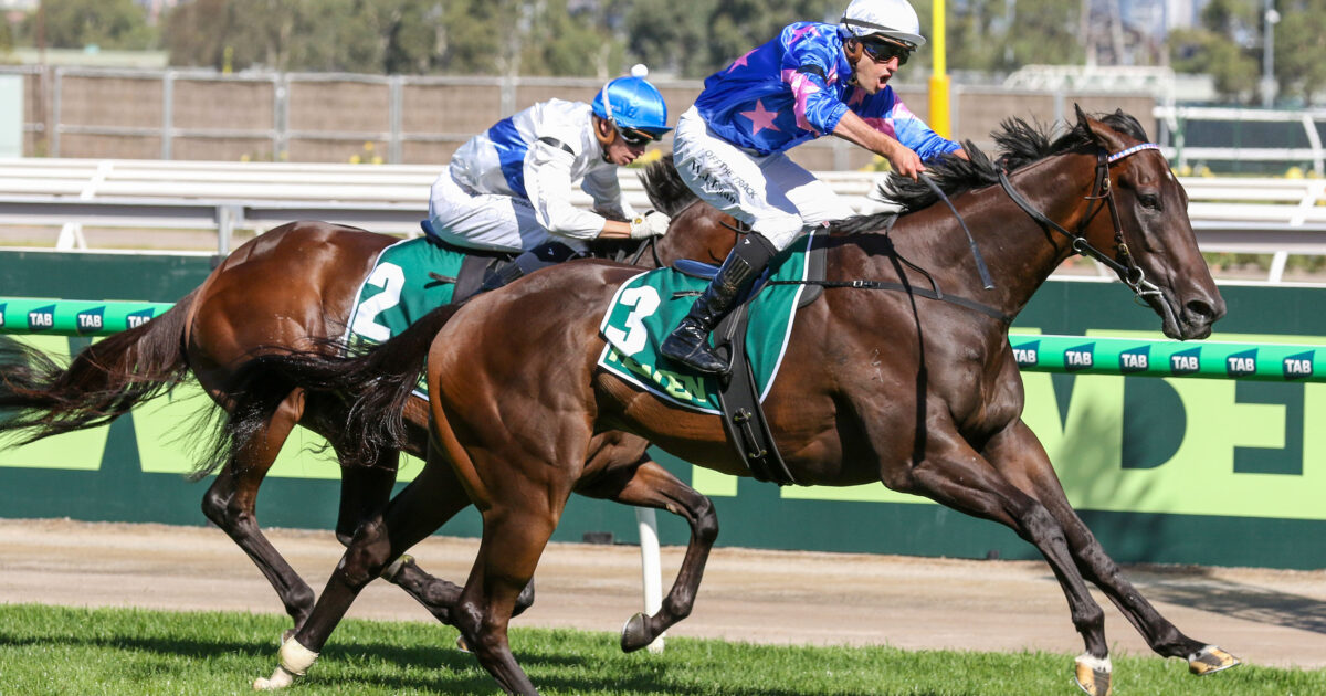 Australian Guineas Glory for Pencarrow-bred Feroce… | Pencarrow Stud