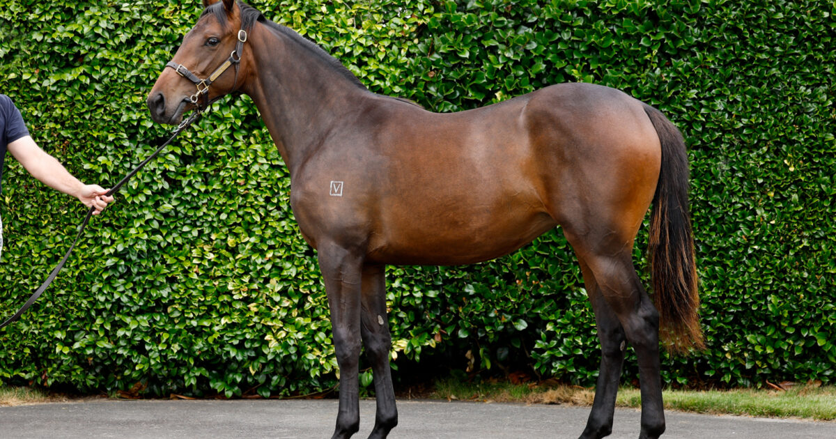 Pedigree Updates Add to Appeal of Pencarrow’s Karaka… | Pencarrow Stud