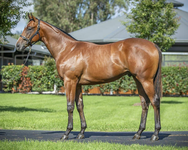 News Homepage | Pencarrow Stud